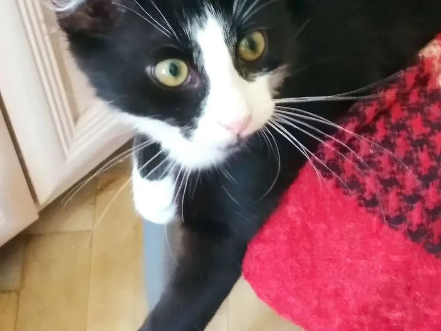 Котята в добрые руки приучены к лотку