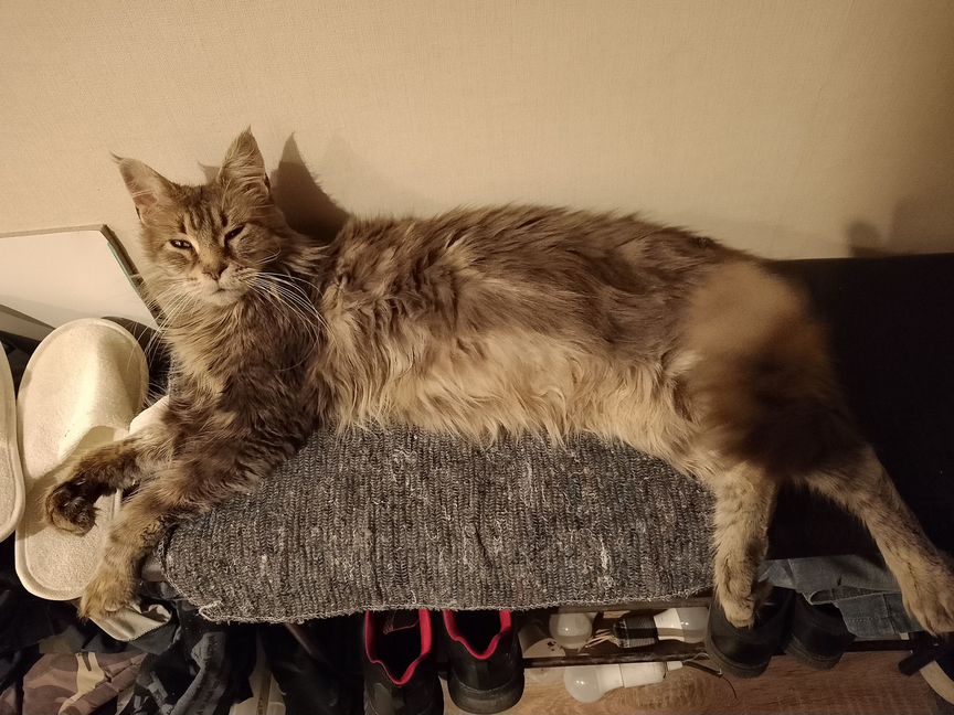 Мейн-кун, кошка, отдам в добрые руки