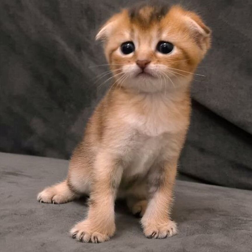 Шотландские котята