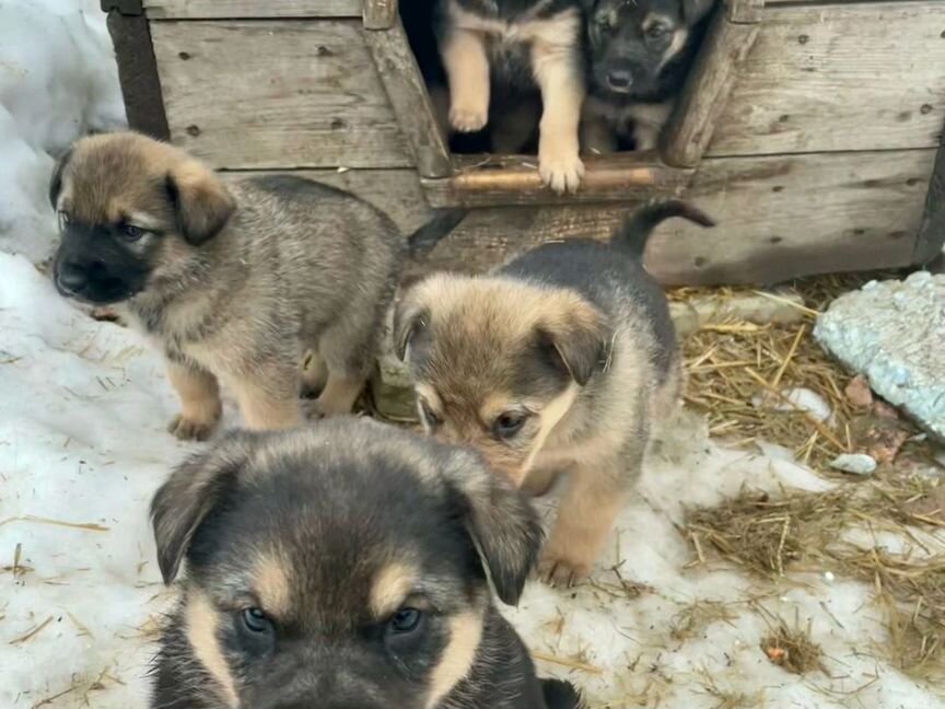 Щенки ищут дом