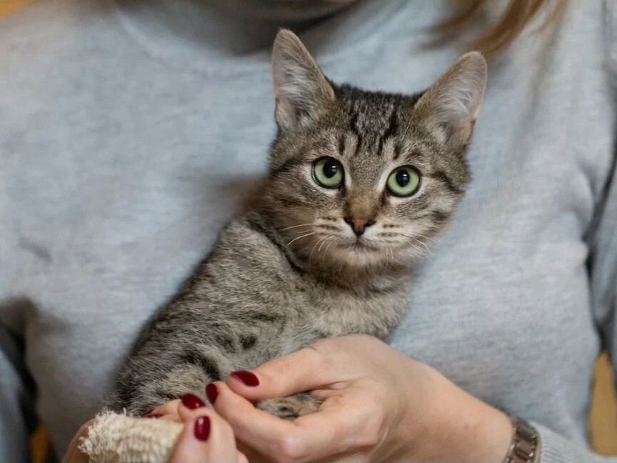 Котенок Ласточка в добрые руки