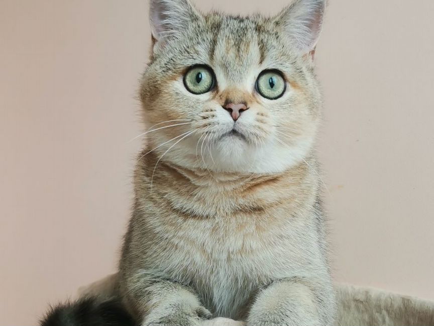 Бусинка с огромными зелёными глазами