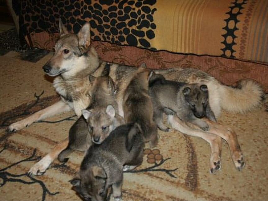 Шенки от Лайки и Овчарки