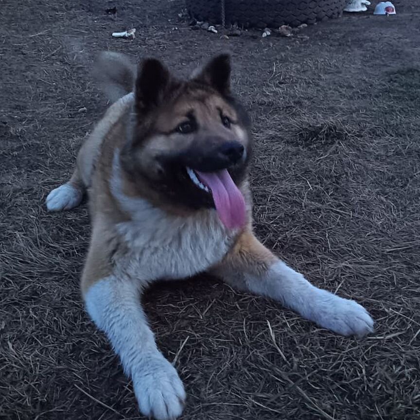 Американская акита, щенок