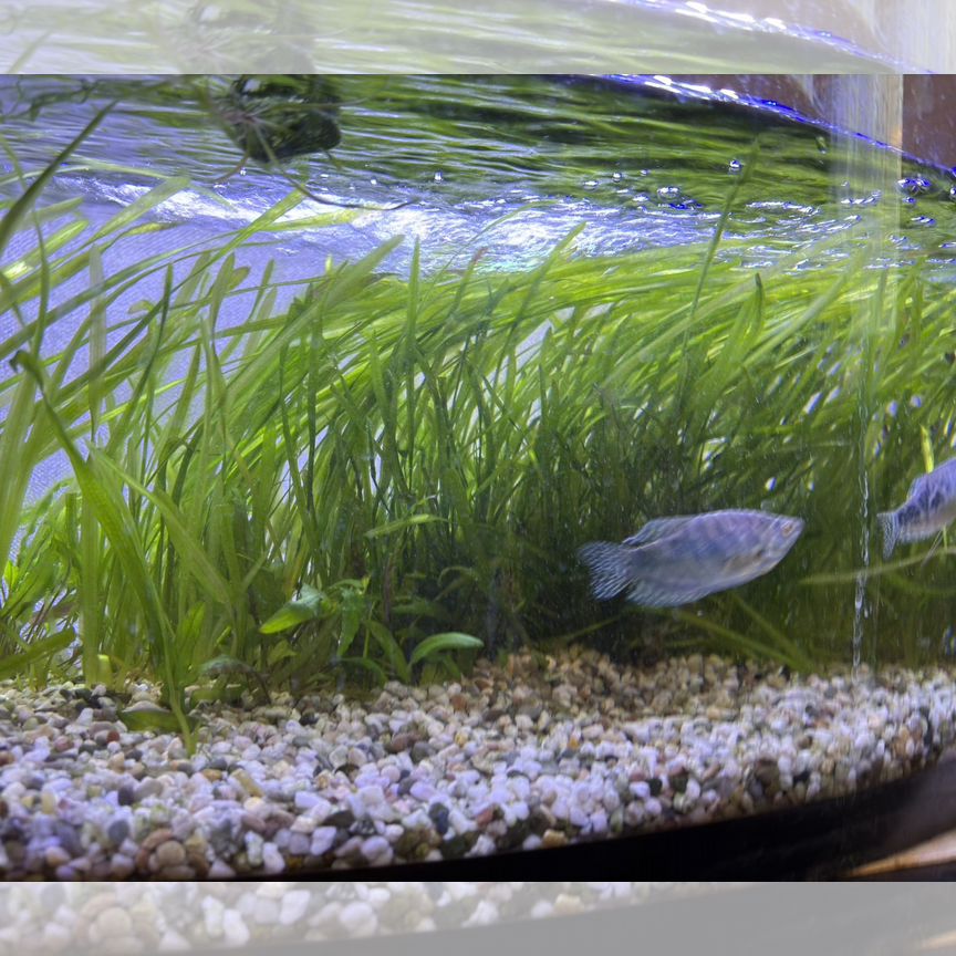 Аквариумная прополка