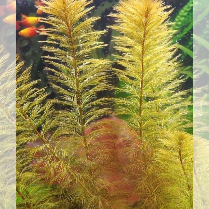 Валлиснерия,Перистолистник