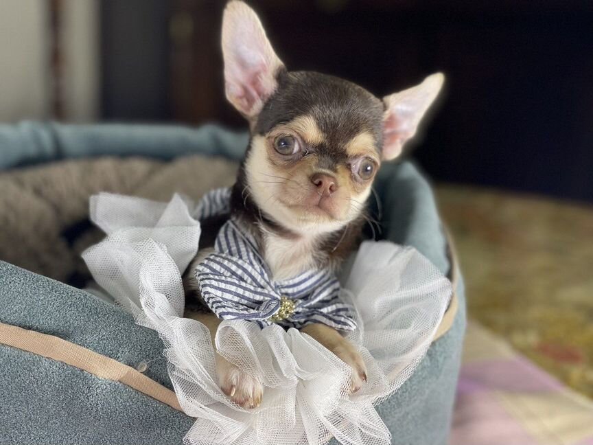 Шоколадная с подпалом мини девочка Чихуахуа