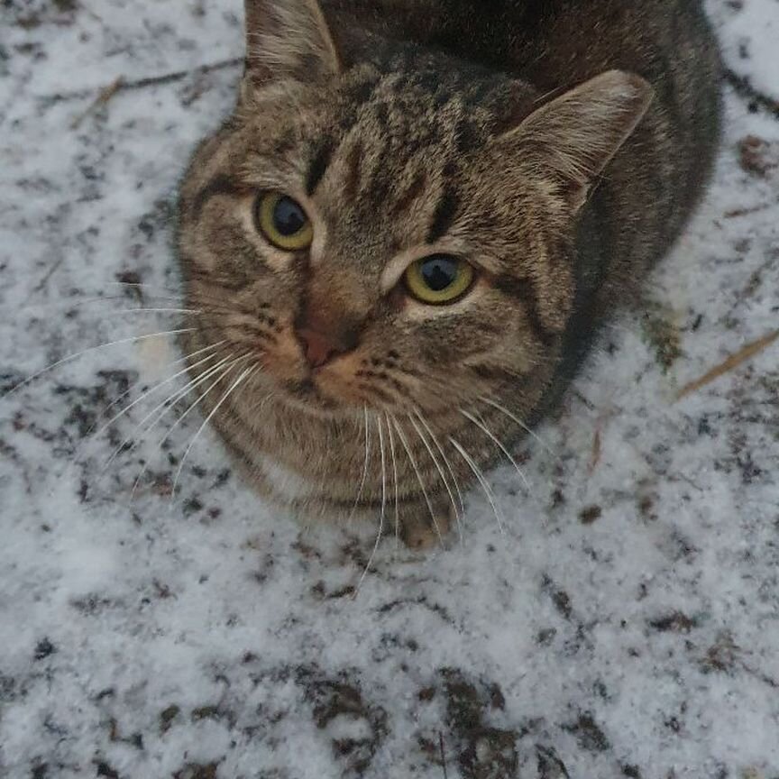 Кошечки ищут тёплый дом