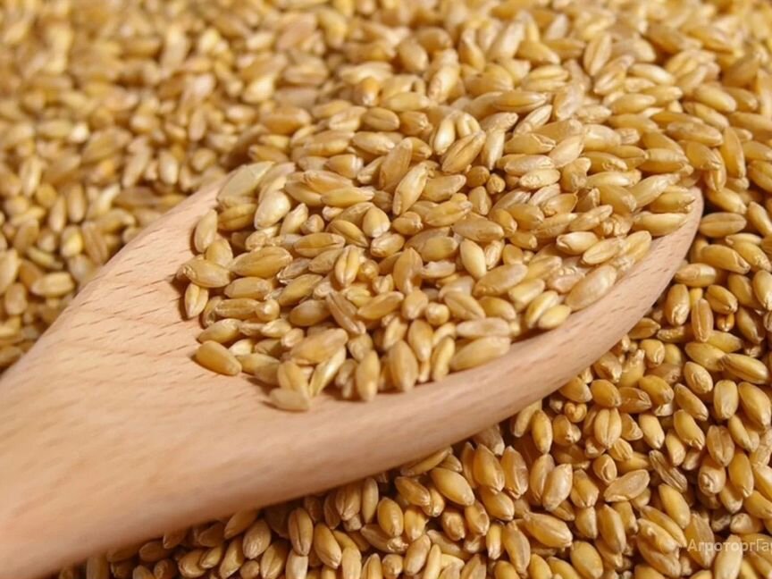 Зерно пшеница ячмень овес, овес +вика