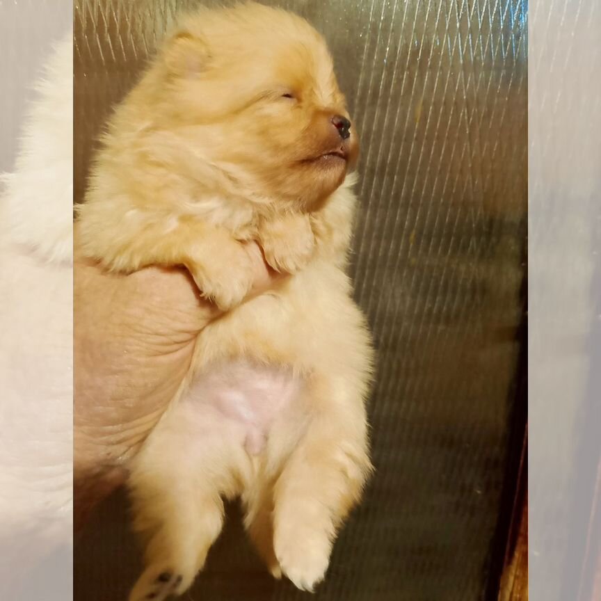 Померанский шпиц девочка