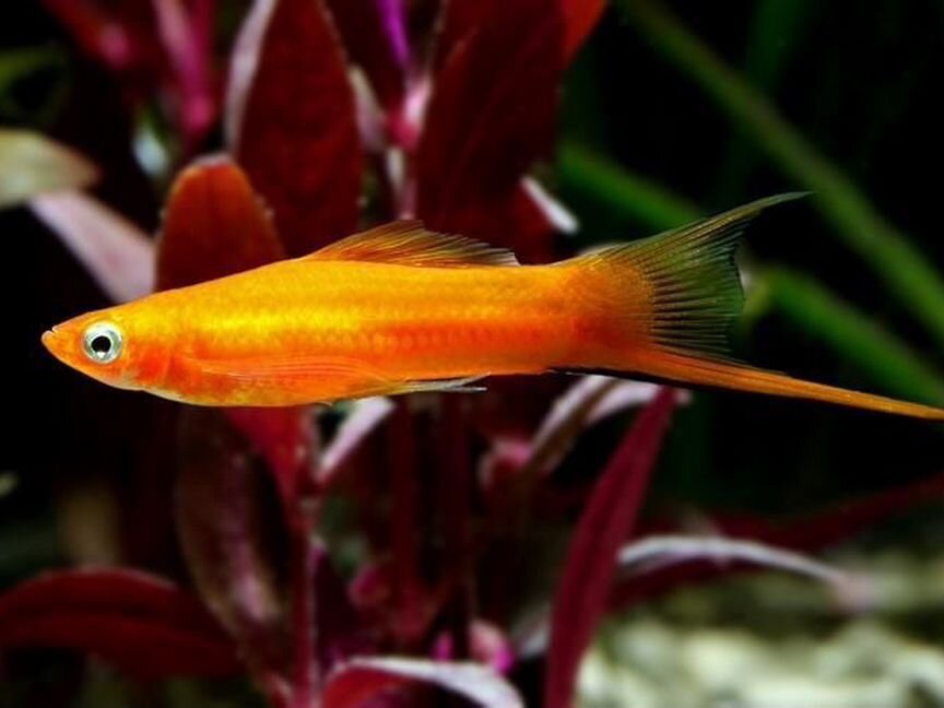 Рыбки меченосцы