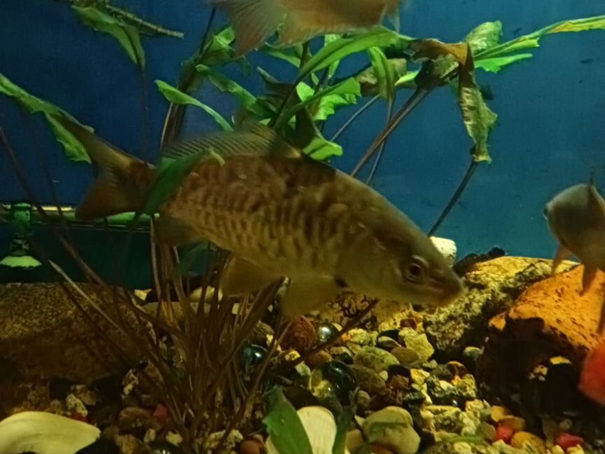 Аквариумные рыбы, и прудовые
