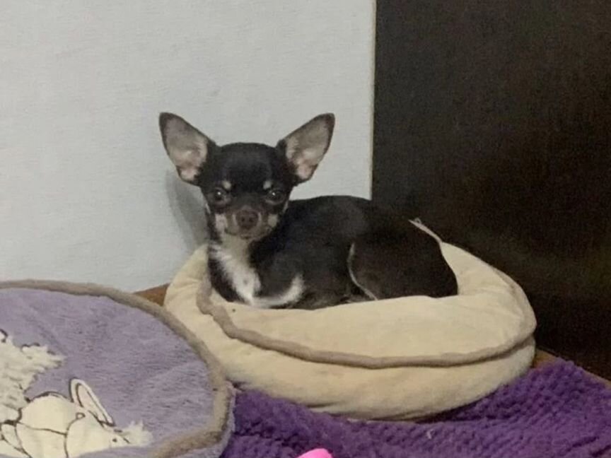 Чихуахуа мини