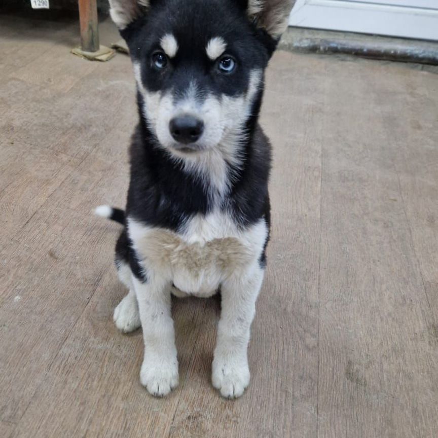 Сибирский хаски в дар