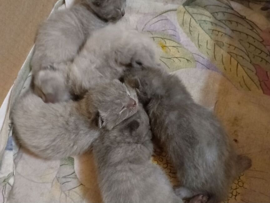 Котята
