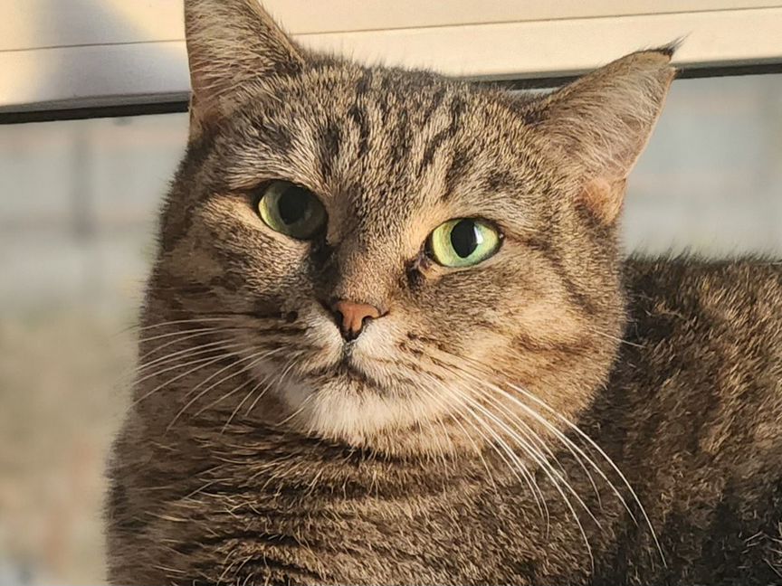 Молодая кошечка в добрые руки