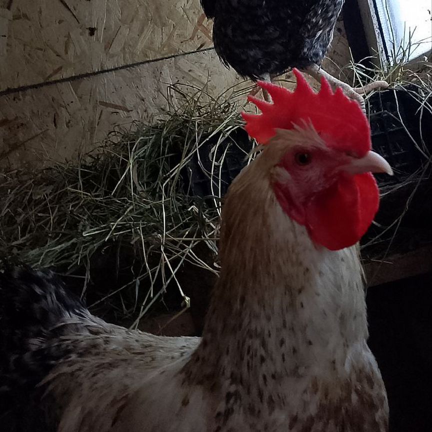 Молодые петушки