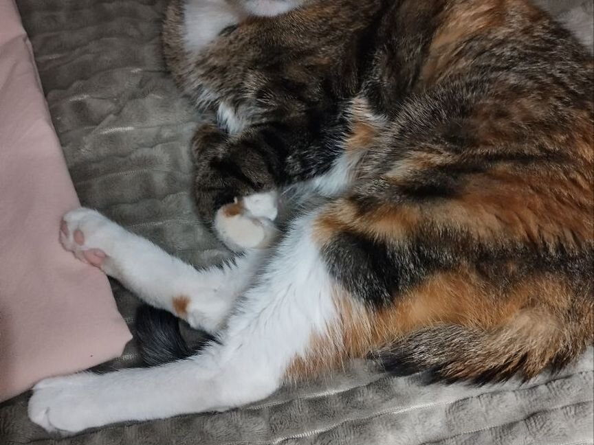 Кошечка