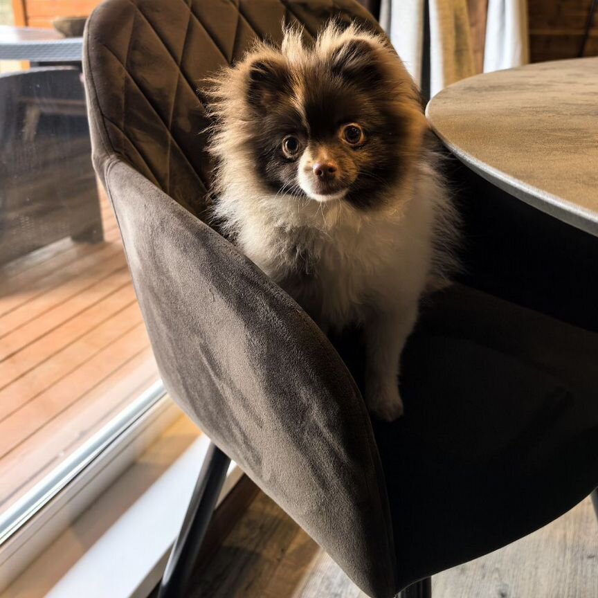 Немецкий шпиц, щенок