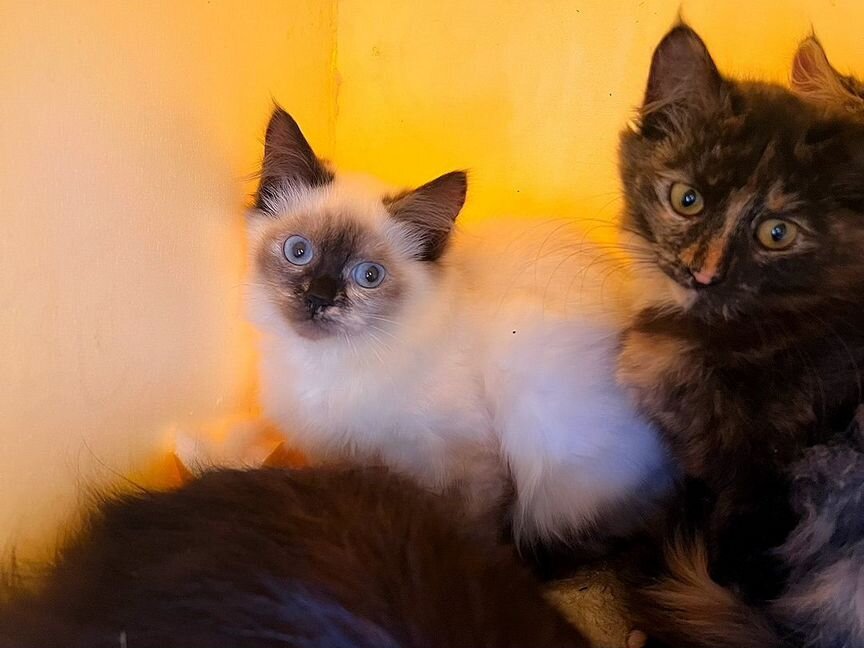 Котятки в поисках дома