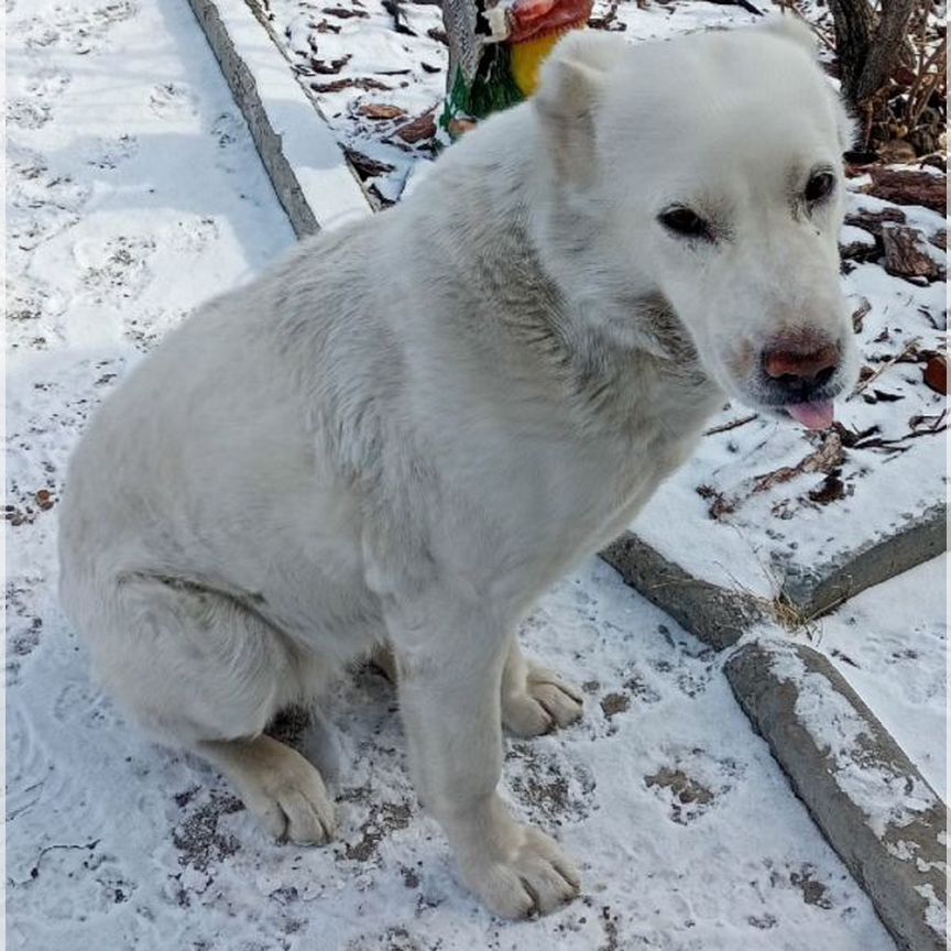 Среднеазиатская овчарка, взрослая собака