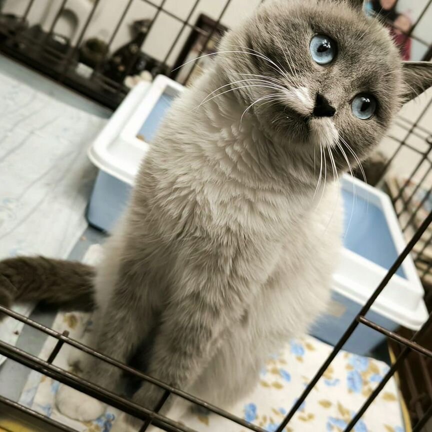 Ласковый молоденький котик