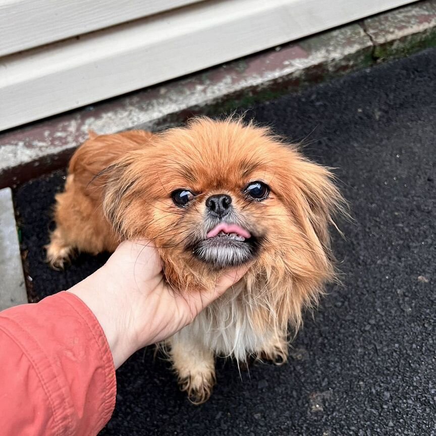 Отдам бесплатно Найдена пекинес