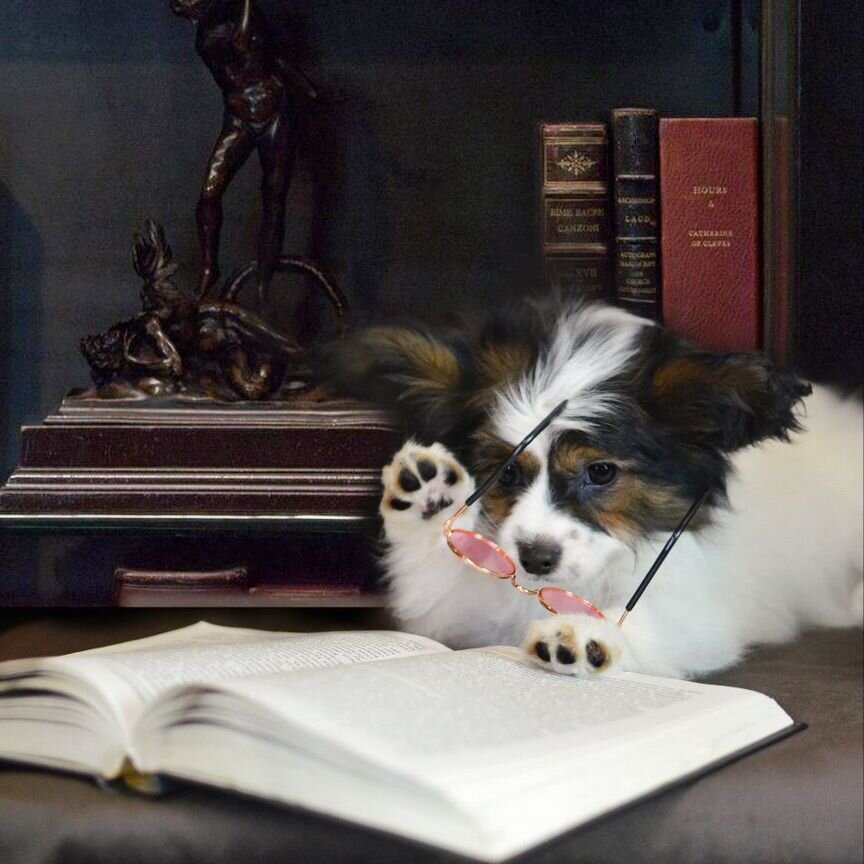 Папийон щенок