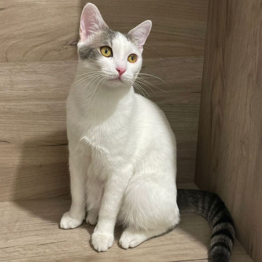 Ласковый белый котенок в дар