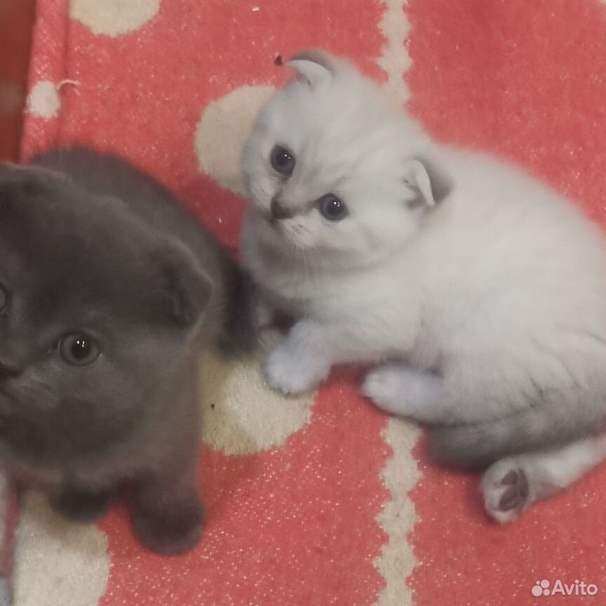 Вислоухие котята