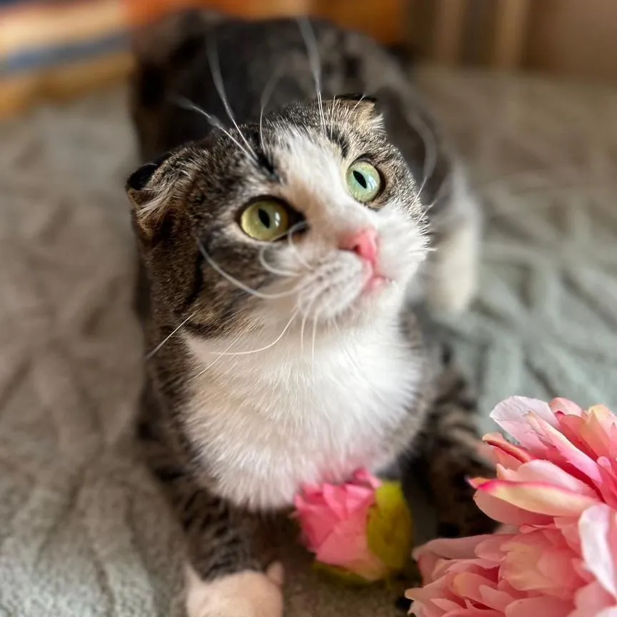 Очень ласковая вислоухая кошка