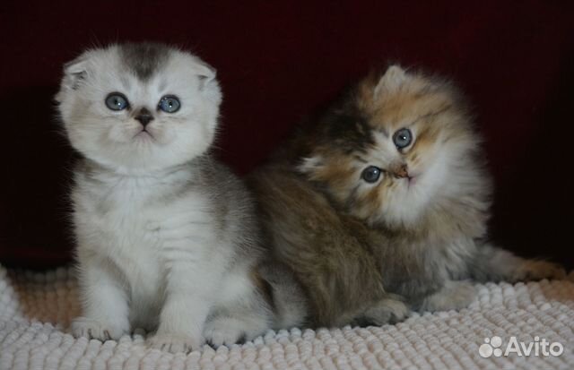 Девочки вислоушки