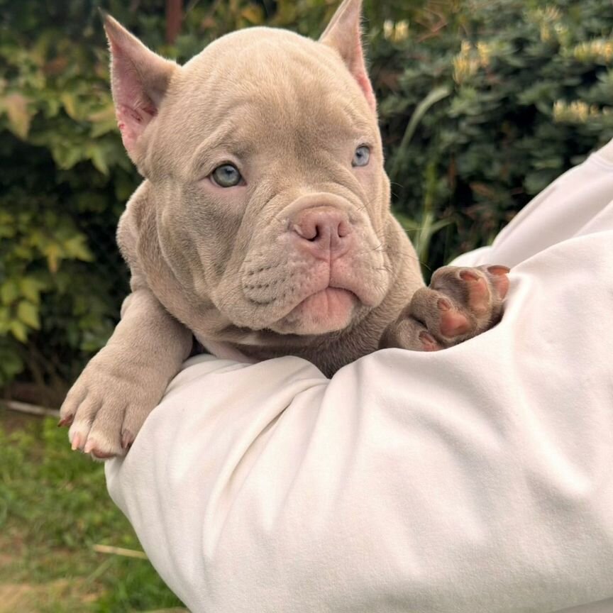 Американский булли, щенок