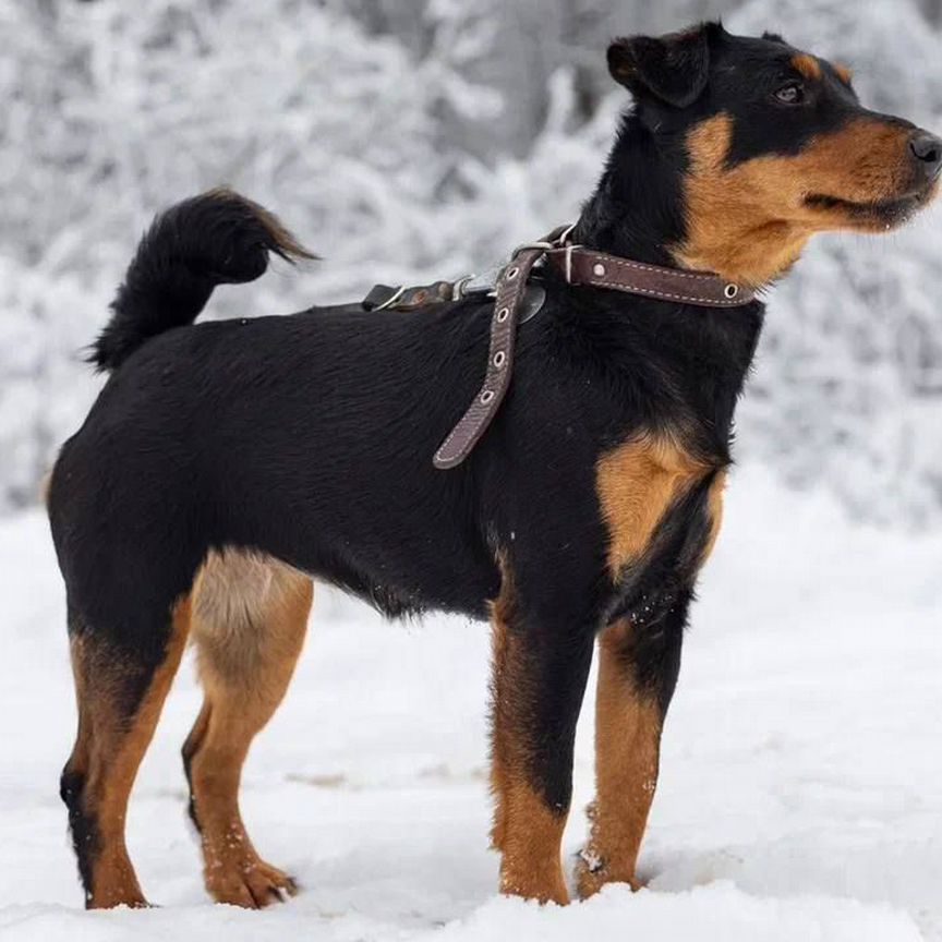 Немецкий охотничий терьер, взрослый пёс