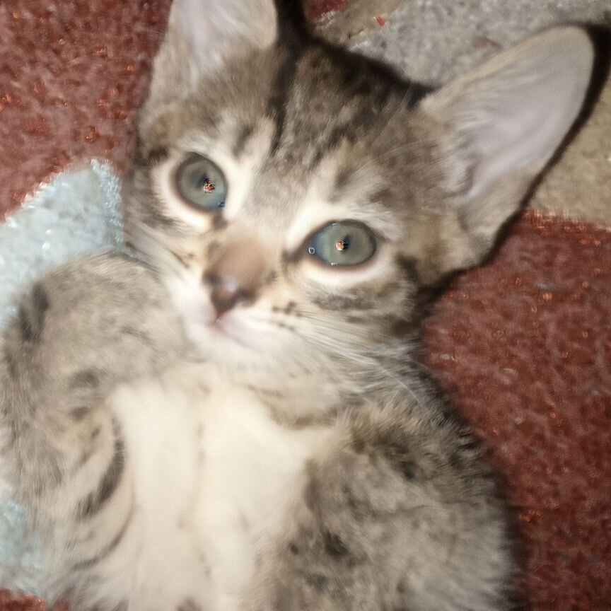 Котёнок от частного владельца