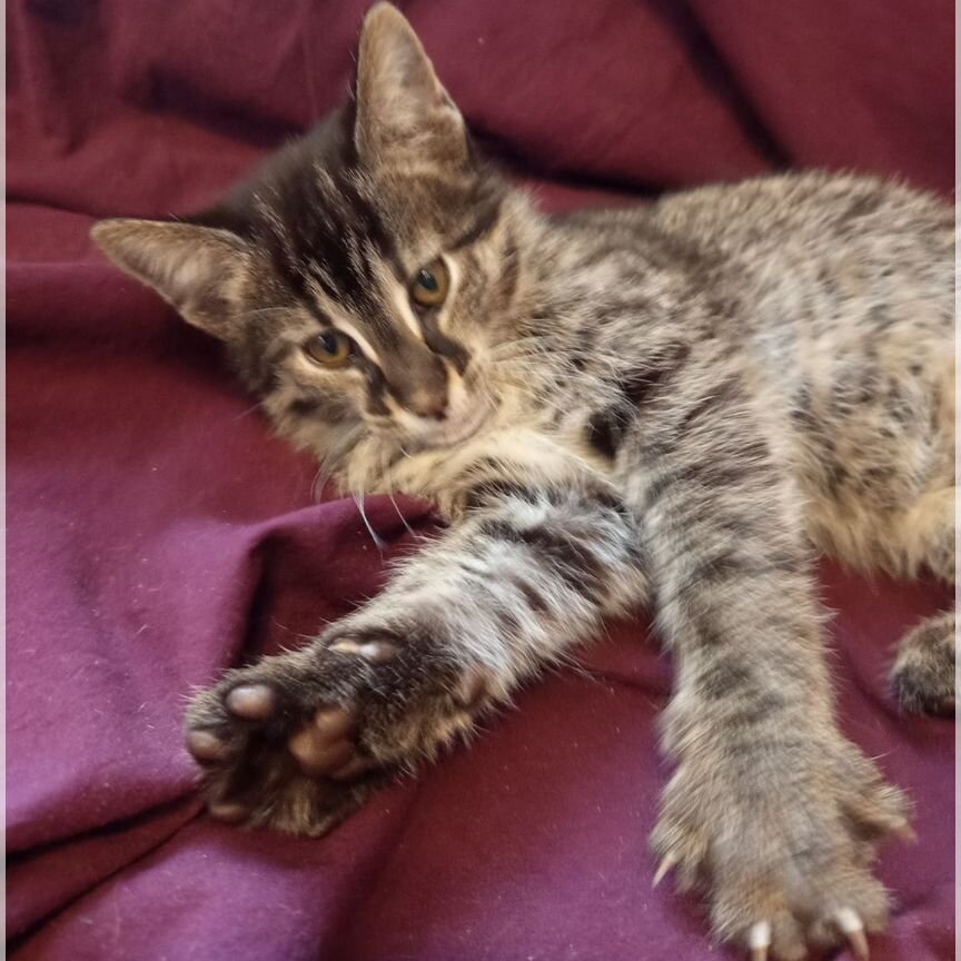 Саванна котёнок