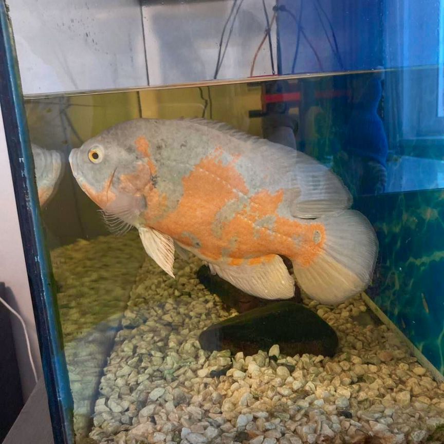 Аквариумные рыбки цихлиды