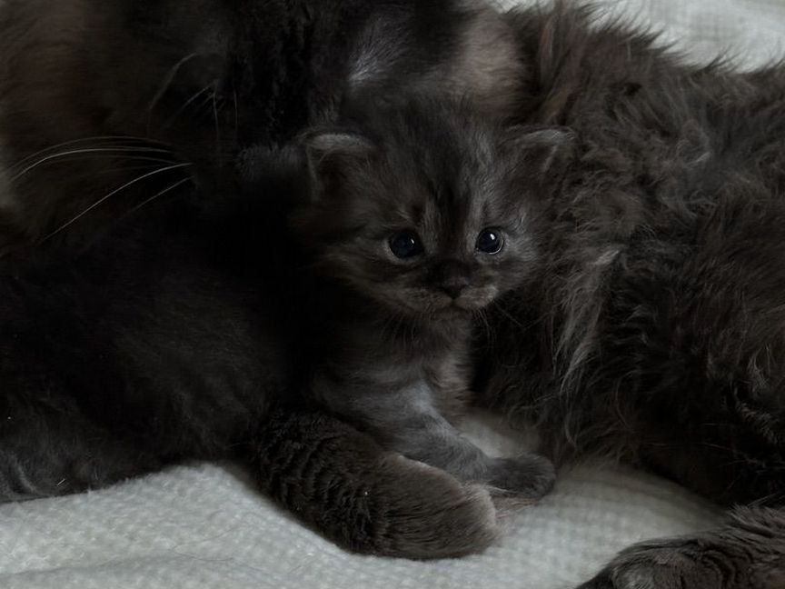 Котенок курильский бобтейл