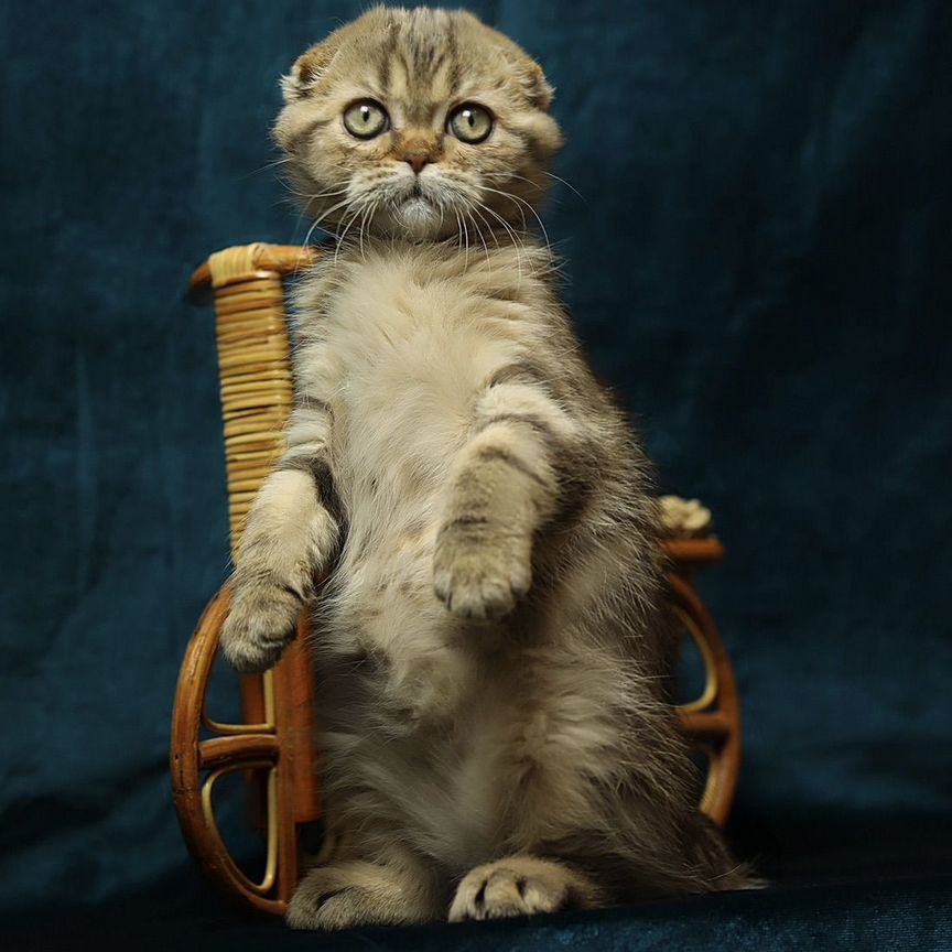 Шотландская вислоухая кошка
