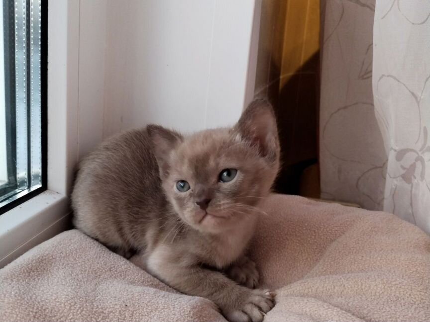 Бурманский котенок