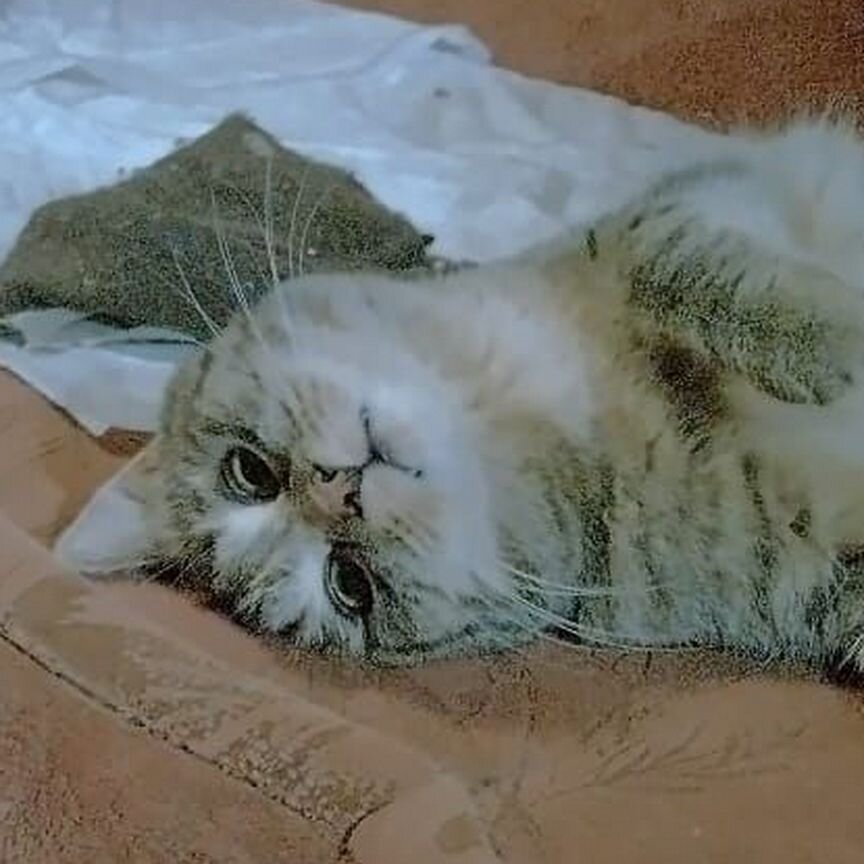 Может оказаться на улице