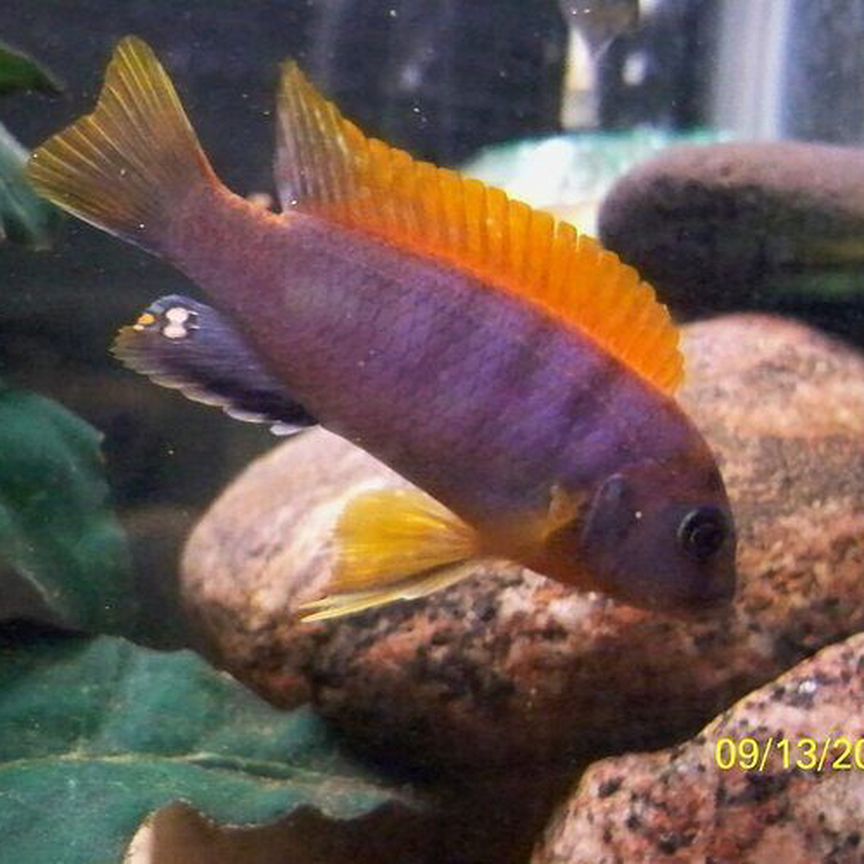 Лабидохромис хонги кимпума