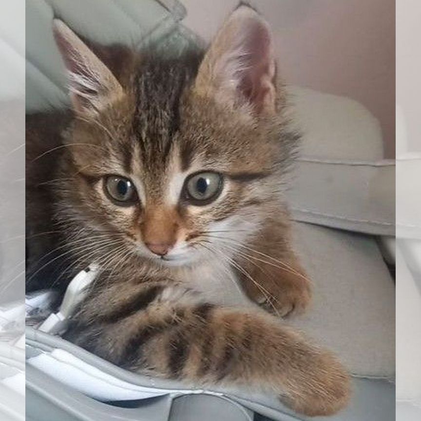 Котенок мальчик в добрые руки