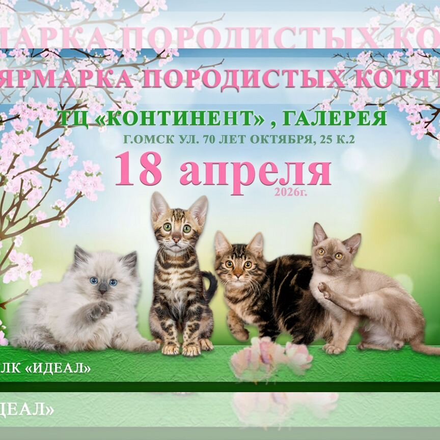 Мейн-кун котёнок