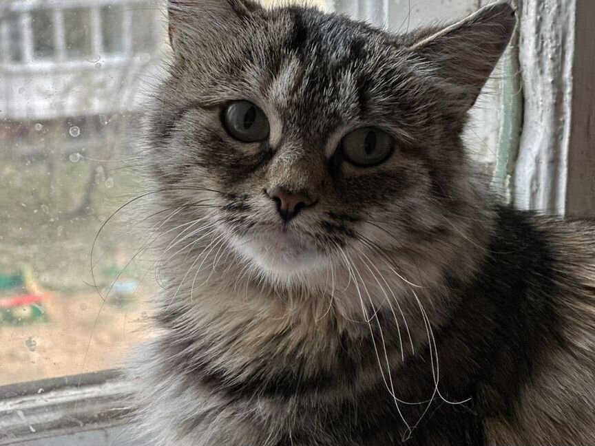 Кошка Алиса ищет дом