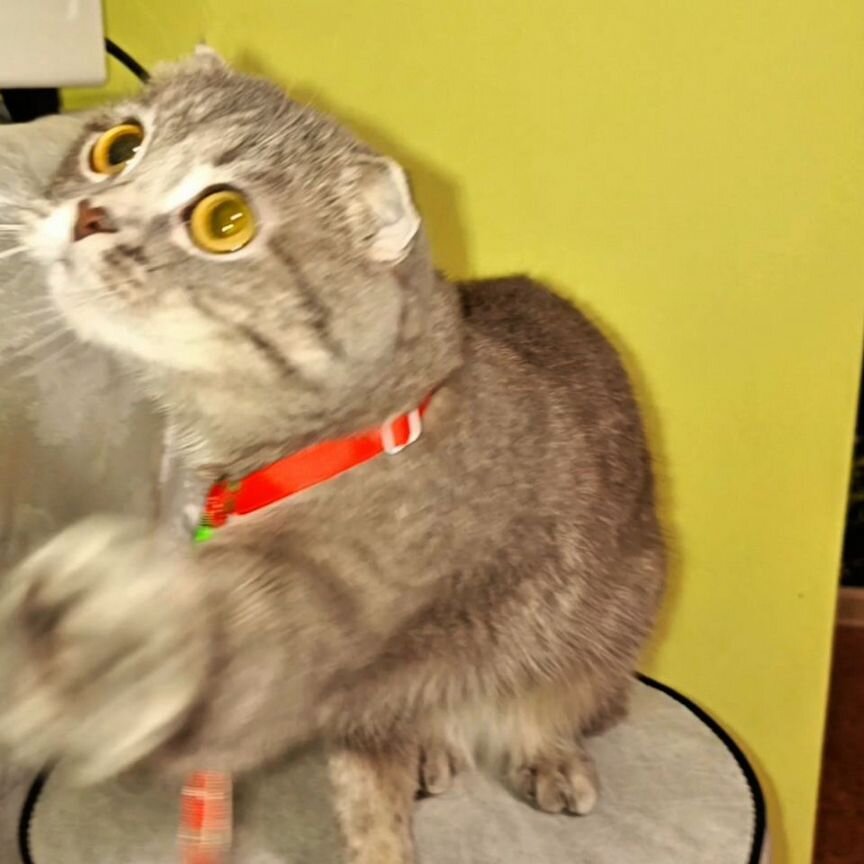 Новогодние галстуки для небольших животных