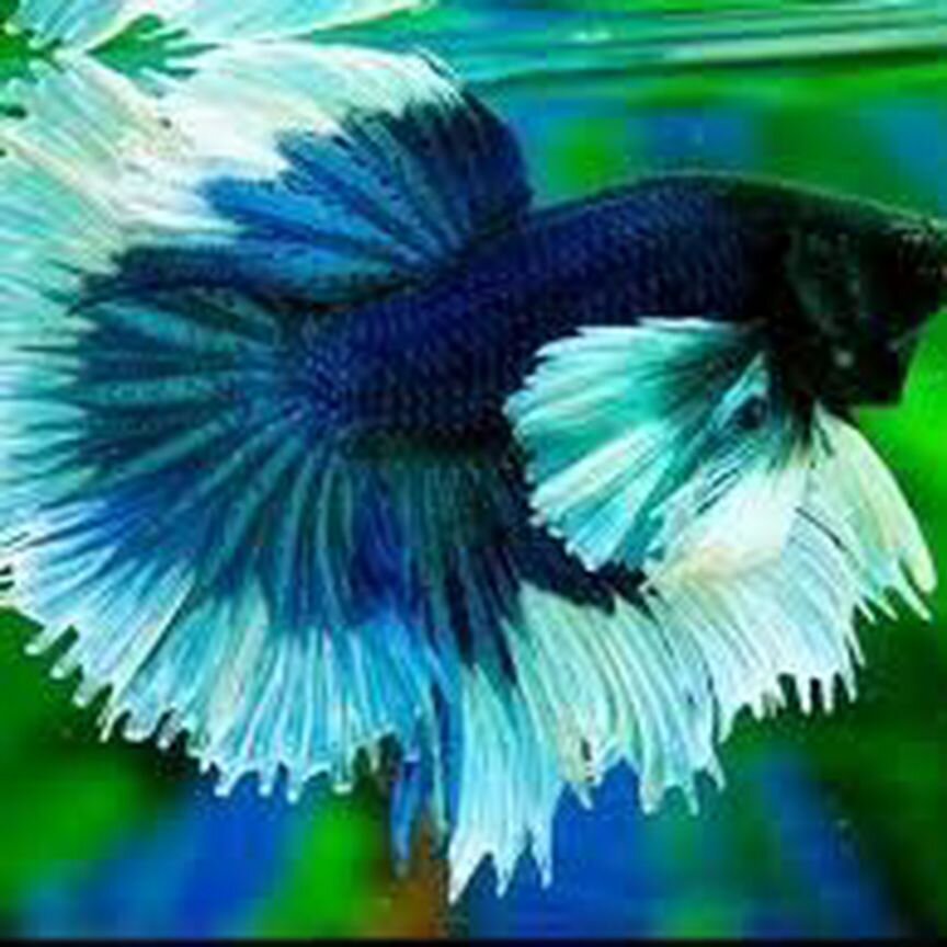 Рыбка петушок