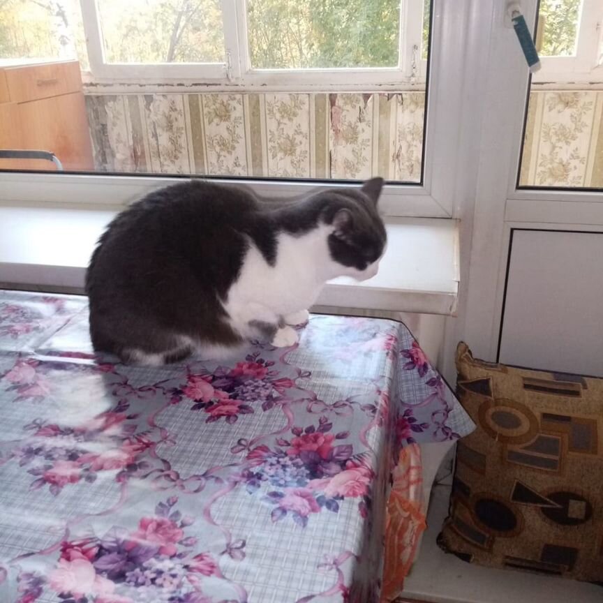 Кот в хорошие руки