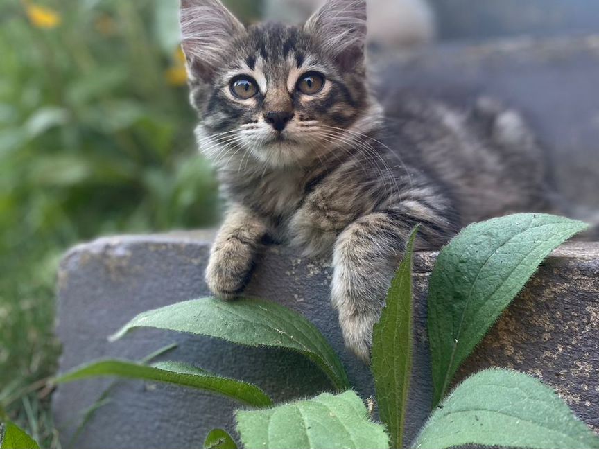 Котята в добрые руки бесплатно