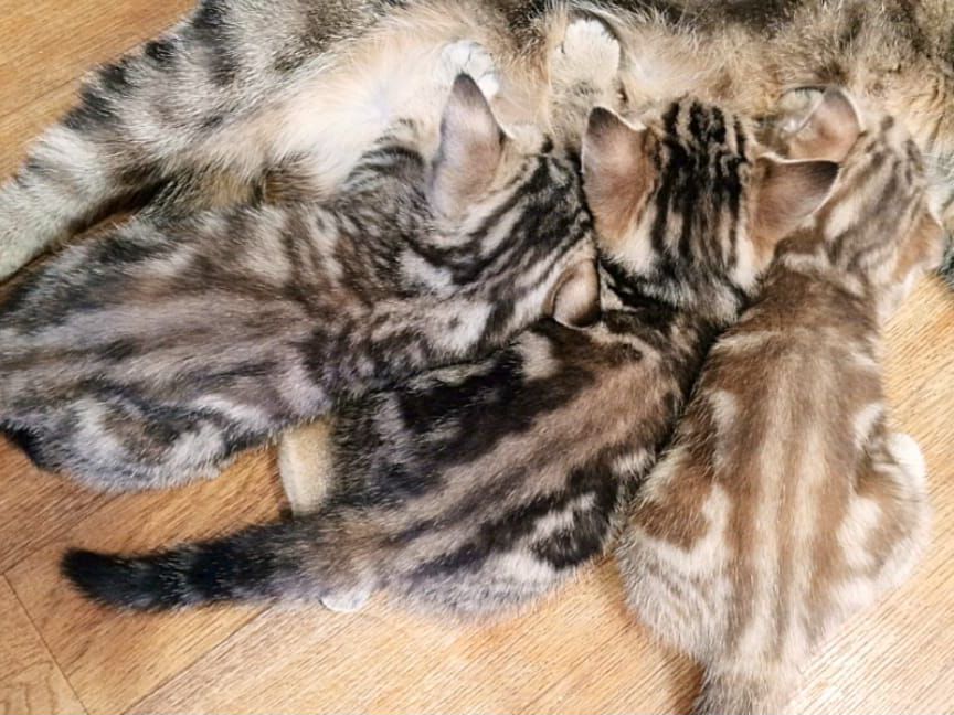 Шотландские котята яркий,черный,шоколадный мрамор